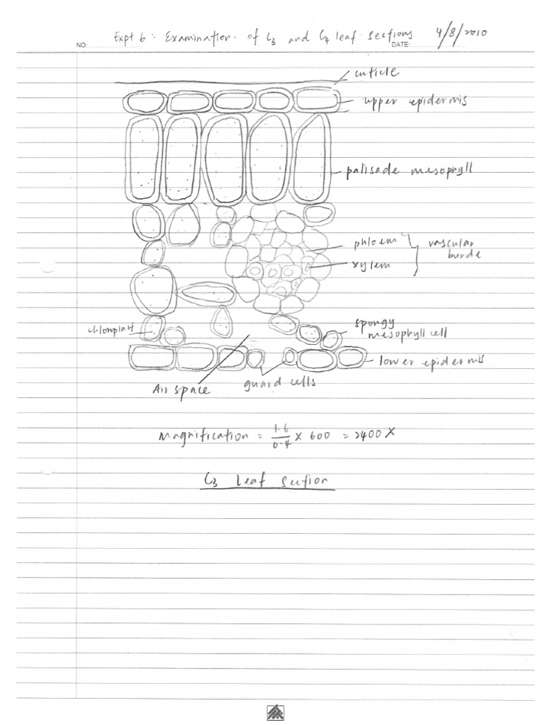 STPM Biology Experiment 6 (Part 1) | PDF