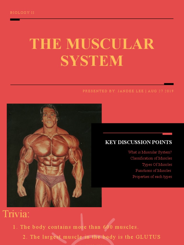 The Muscular System: Biology Ii | PDF | Skeletal Muscle | Myocyte
