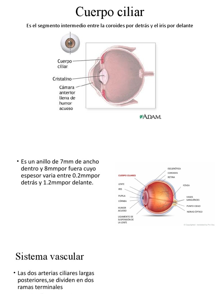 Cuerpo Ciliar Anatomia | PDF