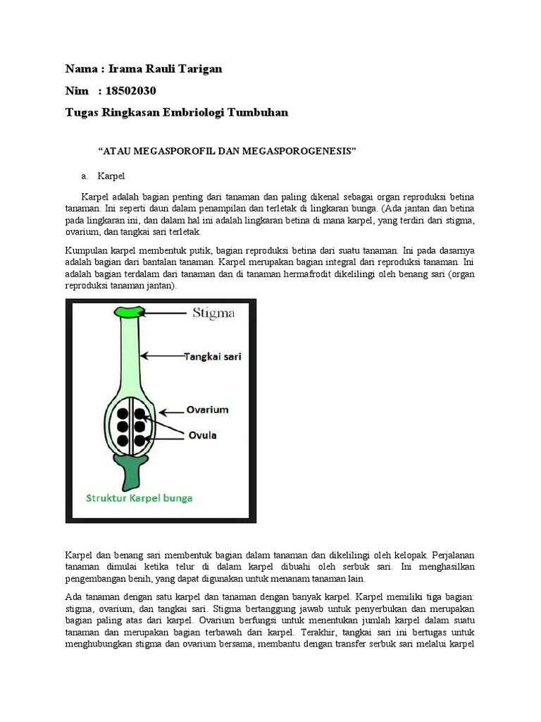 Biologi Embrio Tumbuhan | PDF