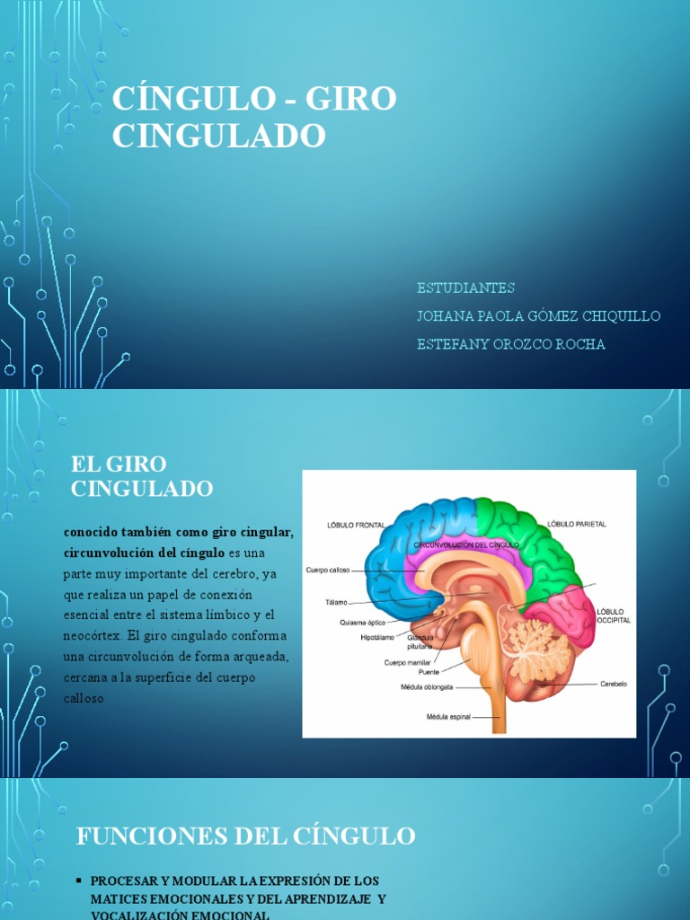 Cíngulo - Giro Cingulado | PDF | Corteza cerebral | Las emociones