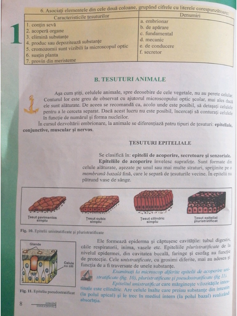 Tesuturi Animale 1 Crte | PDF