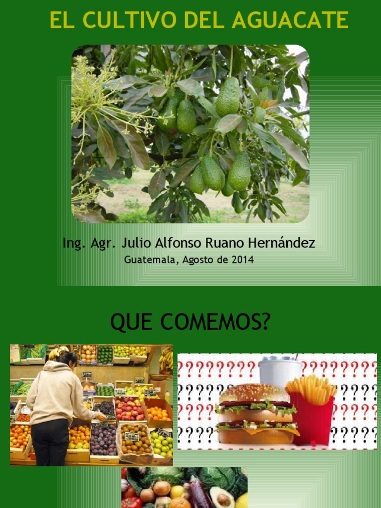 Cultivo de Palto | PDF | Flores | Aguacate