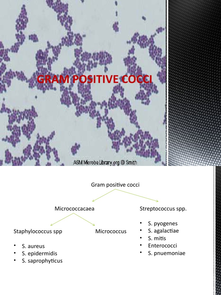 Gram Positive Cocci Overview | PDF | Streptococcus | Staphylococcus