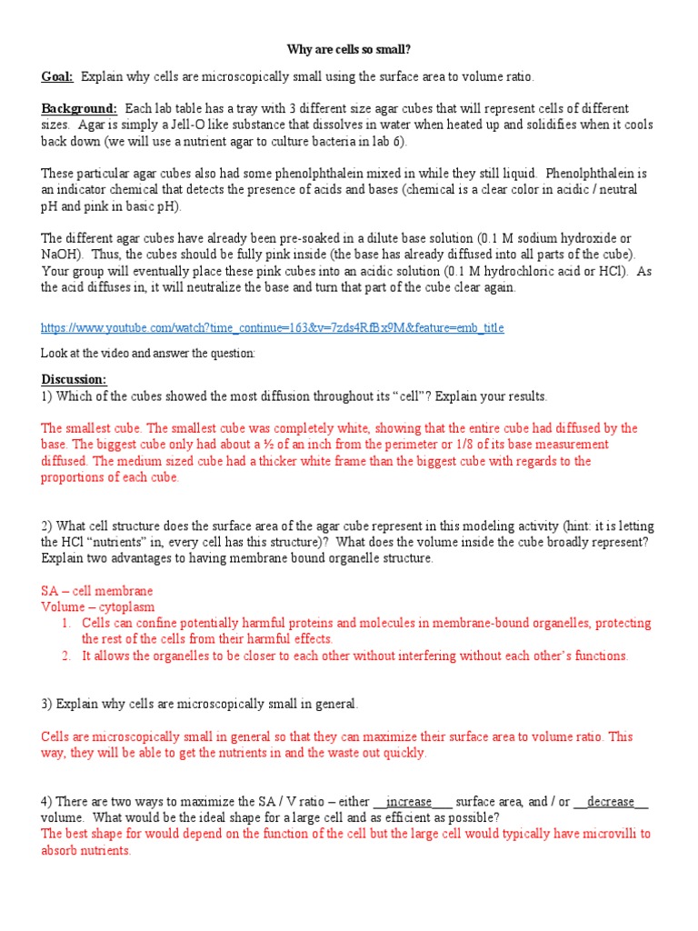 Why Are Cells So Small Virtual Lab | PDF | Cell Membrane | Organelle