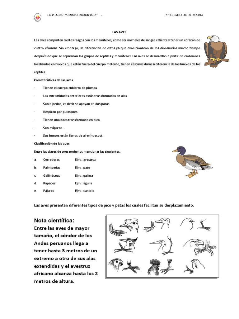 Características y Clasificación de Aves | PDF