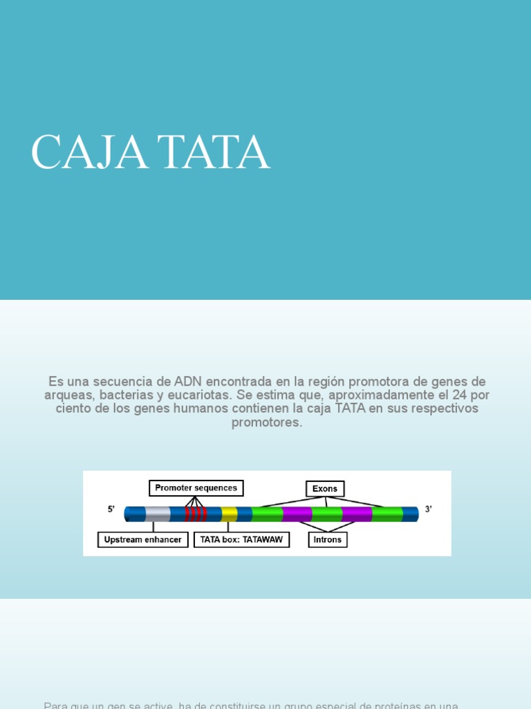 Función y características de la caja TATA | PDF | Ciencia y matemáticas