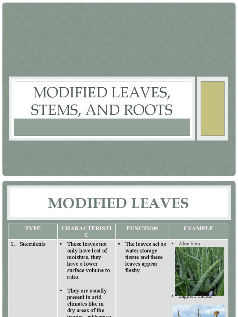 Modified Leaves And Their Functions