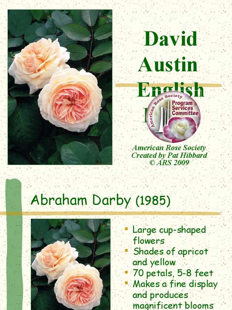 David - Austin - English - Roses | PDF | Rose | Petal