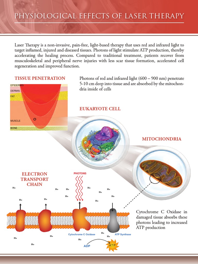 Physiological Effects of Laser Therapy: Tissue Penetration | PDF ...