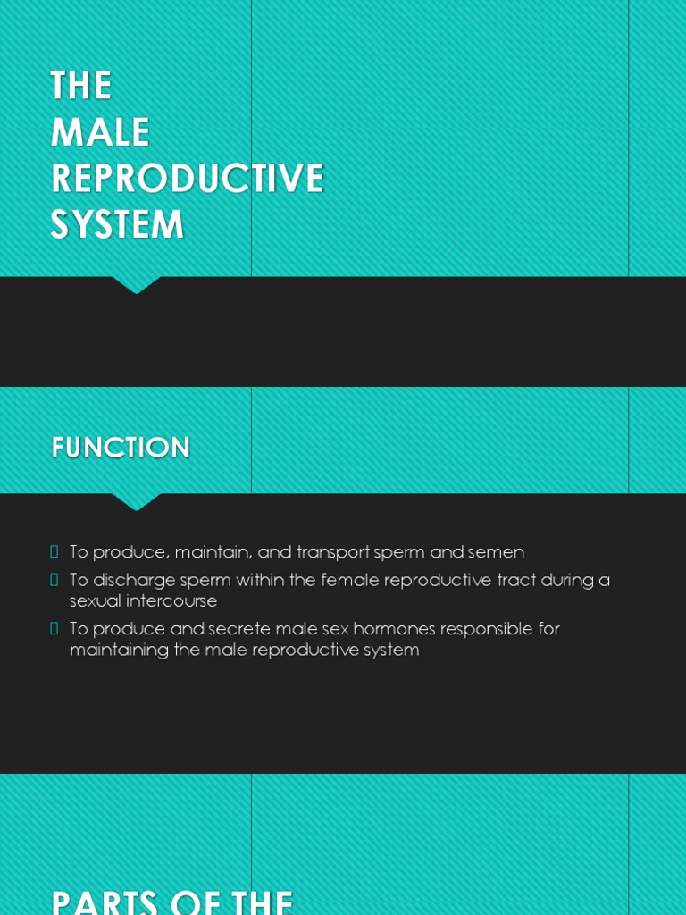 Male Reproductive System Pdf Prostate Testicle