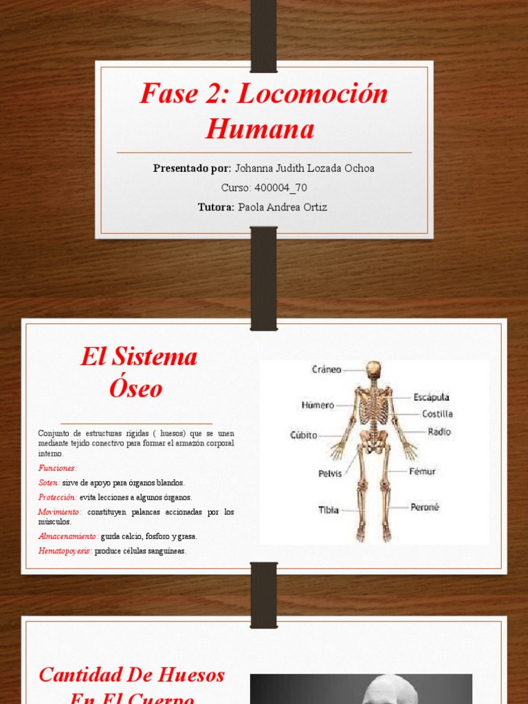 Fase 2 - Locomocion Humana - Johanna Lozada | PDF | Hueso | Sistema ...