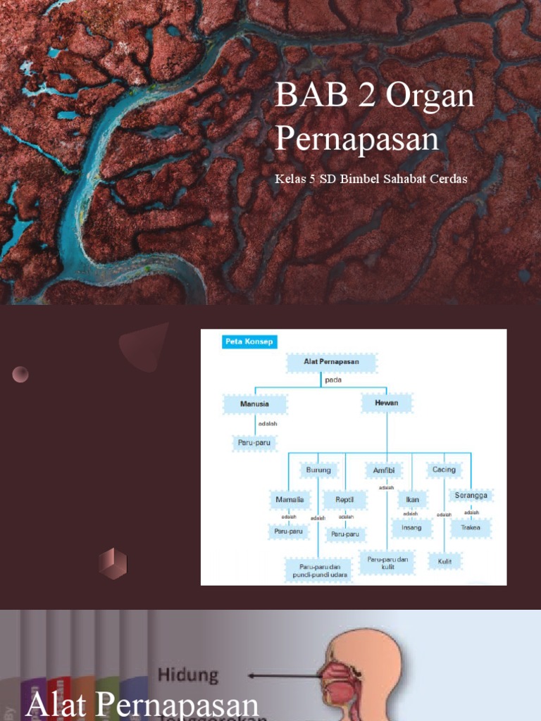 P2 IPA Organ Pernapasan | PDF