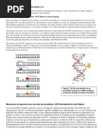 Mecanismos de Reparación de Daños en La Molécula de Adn | PDF | Reparación de adn | Adn