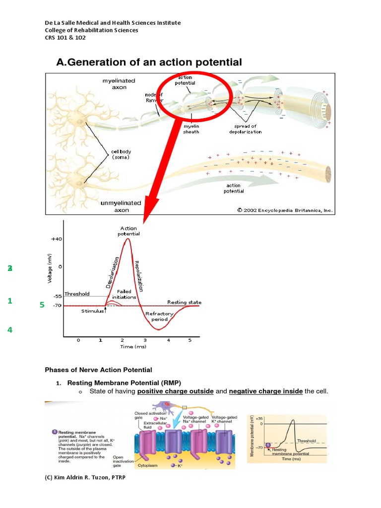 Membrane Potential Summary - Final | PDF | Chemical Synapse | Muscle ...