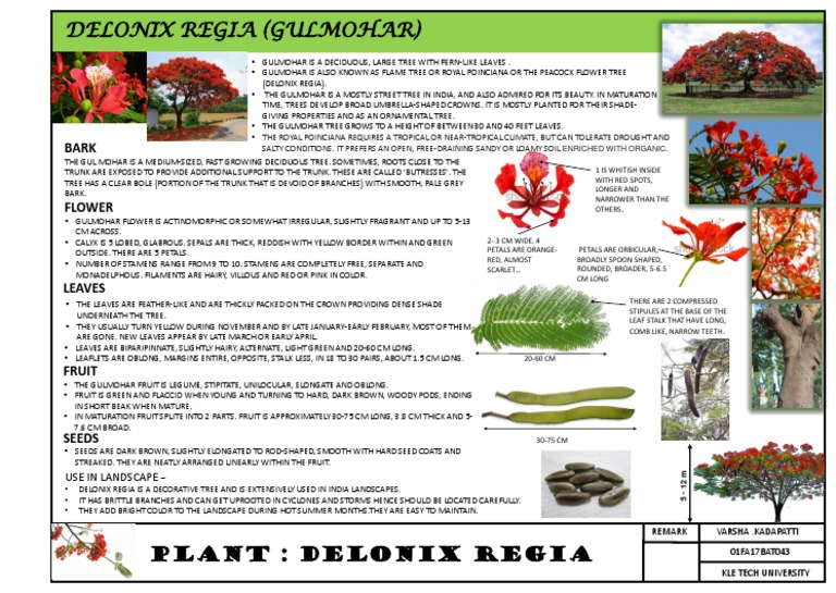 Gulmohar Tree: Features and Uses | PDF | Trees | Plants