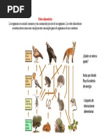 Cadenas, Redes y Piramides Alimenticias | PDF | Red alimentaria | Nutrición