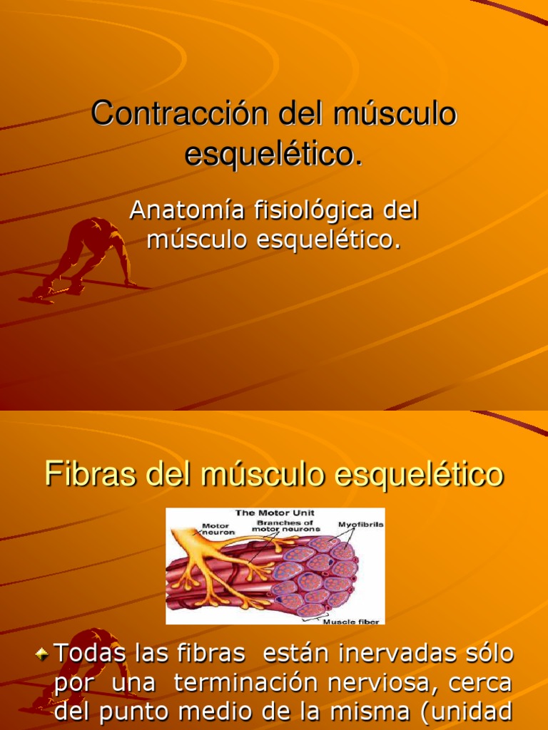 Contracción Del Músculo Esquelético Pdf Pdf Contracción Muscular