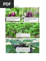 Crop Production and Management PPT Class 8 1594900412098 | PDF | Crops | Fertilizer
