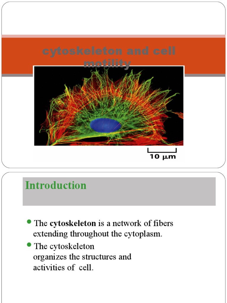 Cytoskeleton and Cell Motility | PDF | Cytoskeleton | Cell Migration