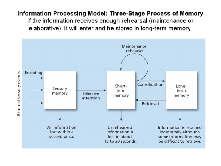 stages of information processing
