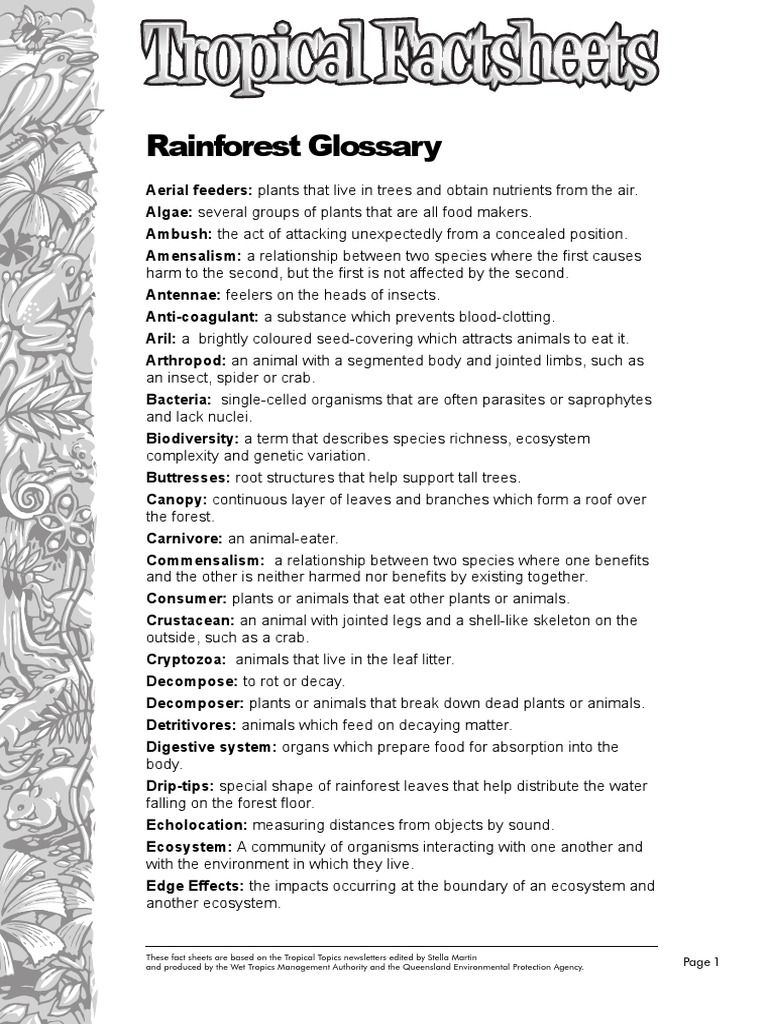 Rainforest Vocabulary PDF | PDF | Plants | Trees