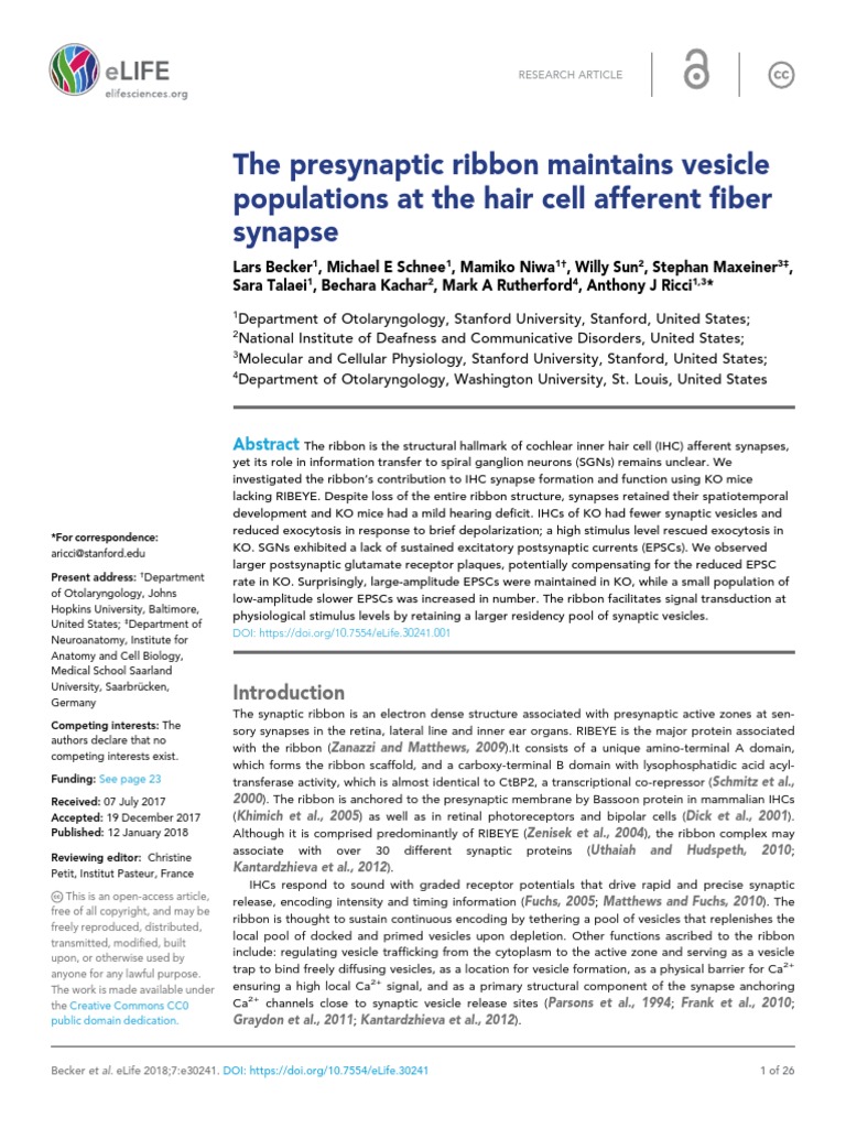 The Presynaptic Ribbon Maintains Vesicle Populations at The Hair Cell ...