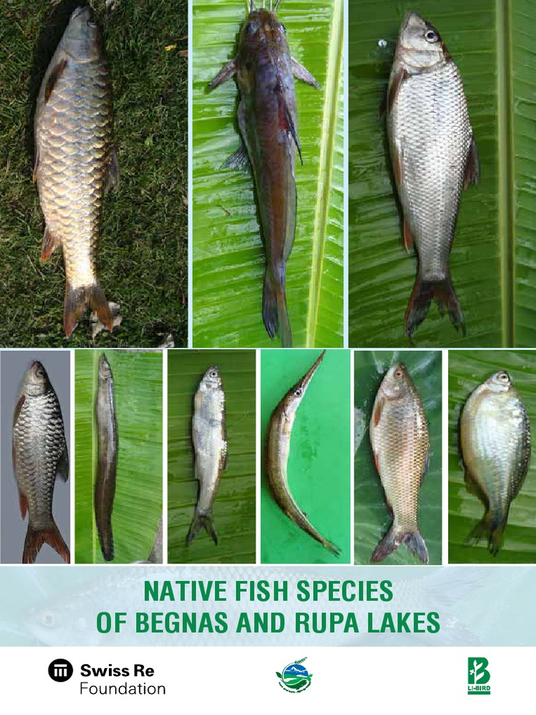 Native Fish Species of Begnas and Rupa Lakes: A) U GF | PDF | Fish ...