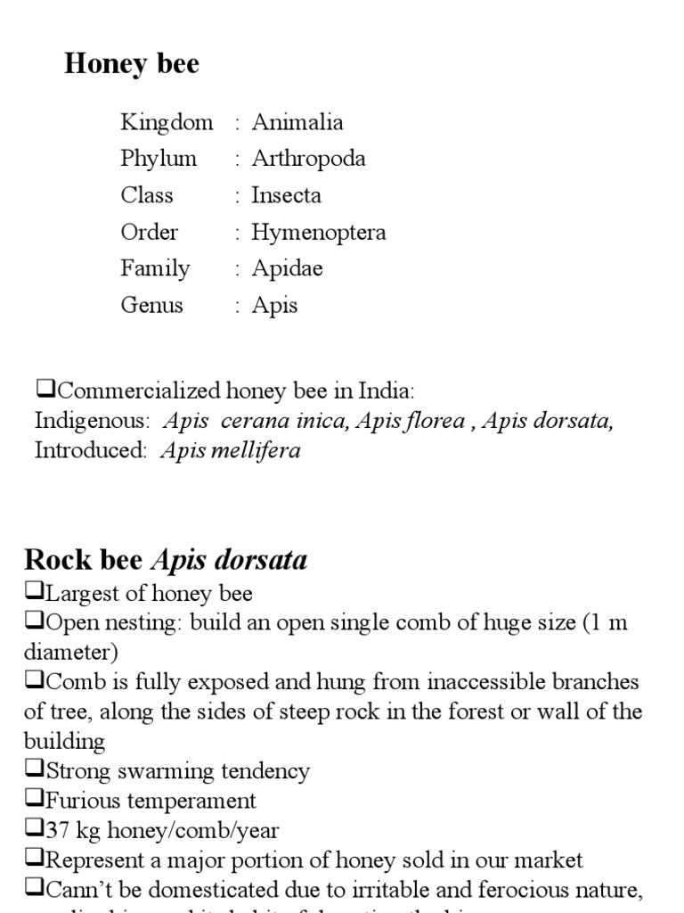 Classification and Morphology of Honey Bee Species | PDF | Honey Bee | Bees
