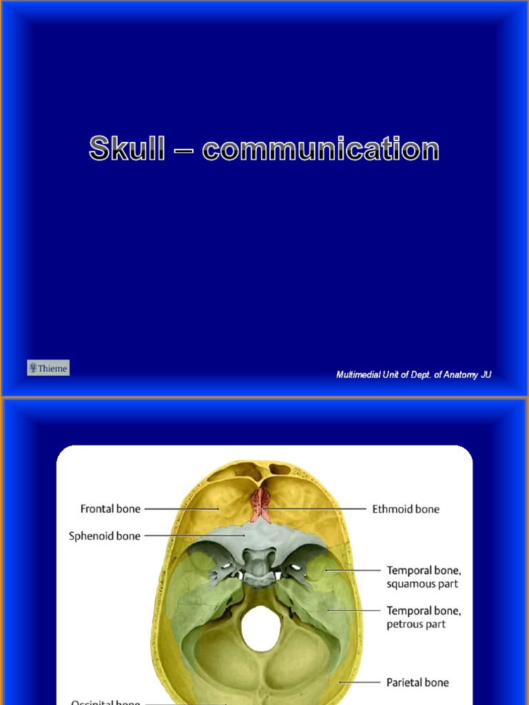 Skull Communication | PDF | Skeletal System | Primate Anatomy