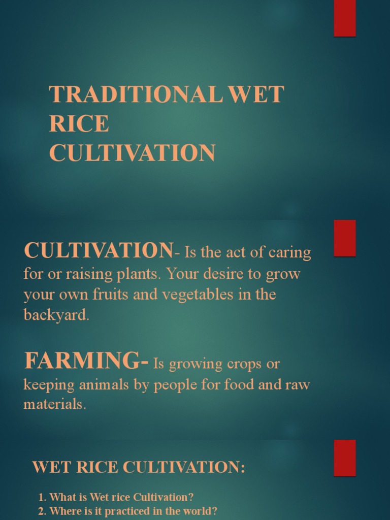 Traditional Wet Rice Cultivation | PDF