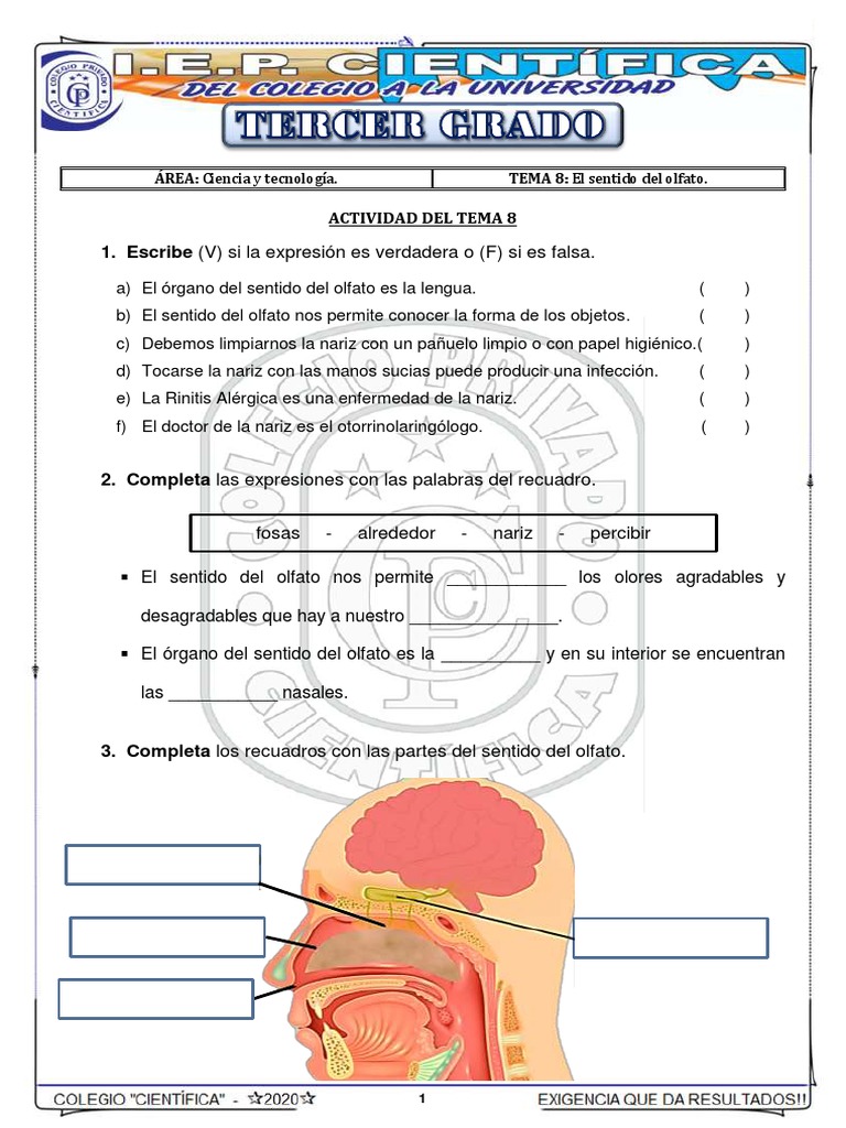 Actividad Del Tema 8 - El Sentido Del Olfato - CyT - 3er. G. | PDF