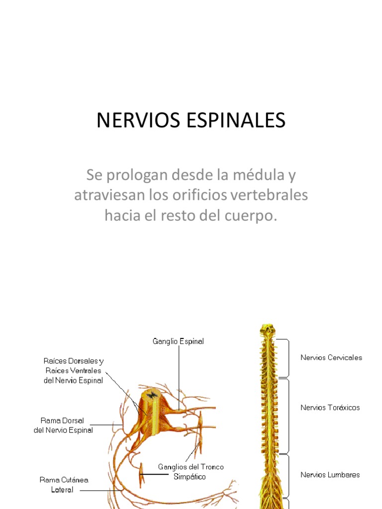 Nervios Espinales | PDF