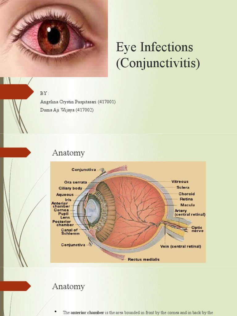 Anatomy of the Eye and Causes, Symptoms, and Prevention of Eye ...