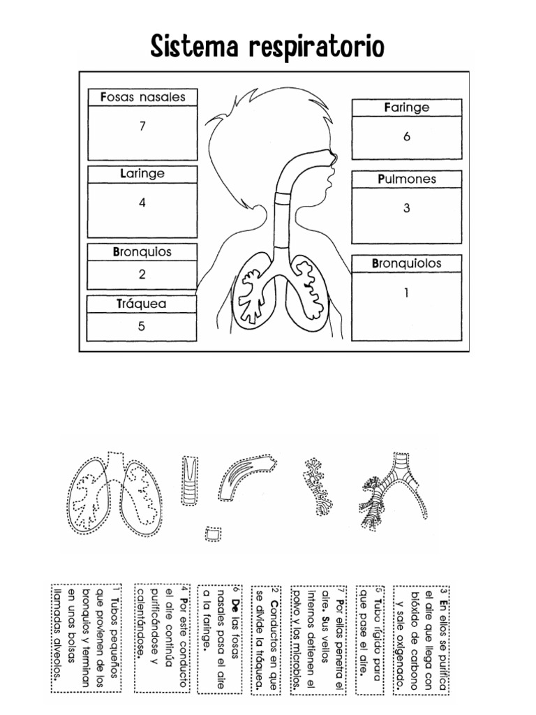 Sistema Respiratorio Imprimible
