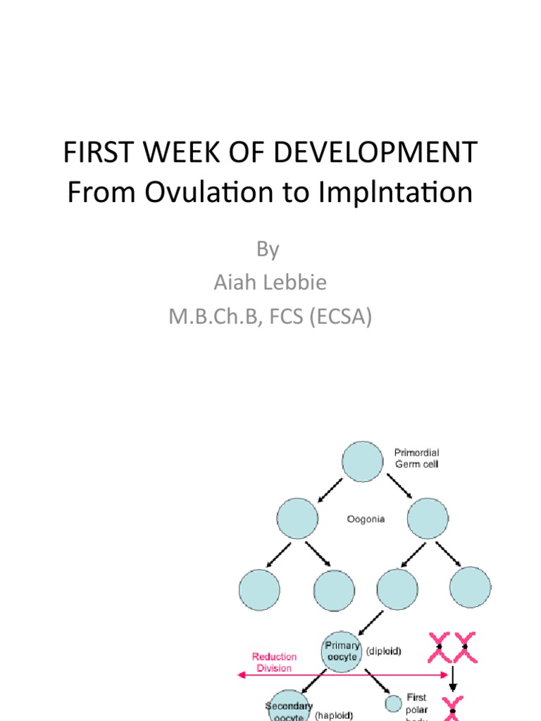 04 First Week of Development | PDF | Menstrual Cycle | Implantation ...
