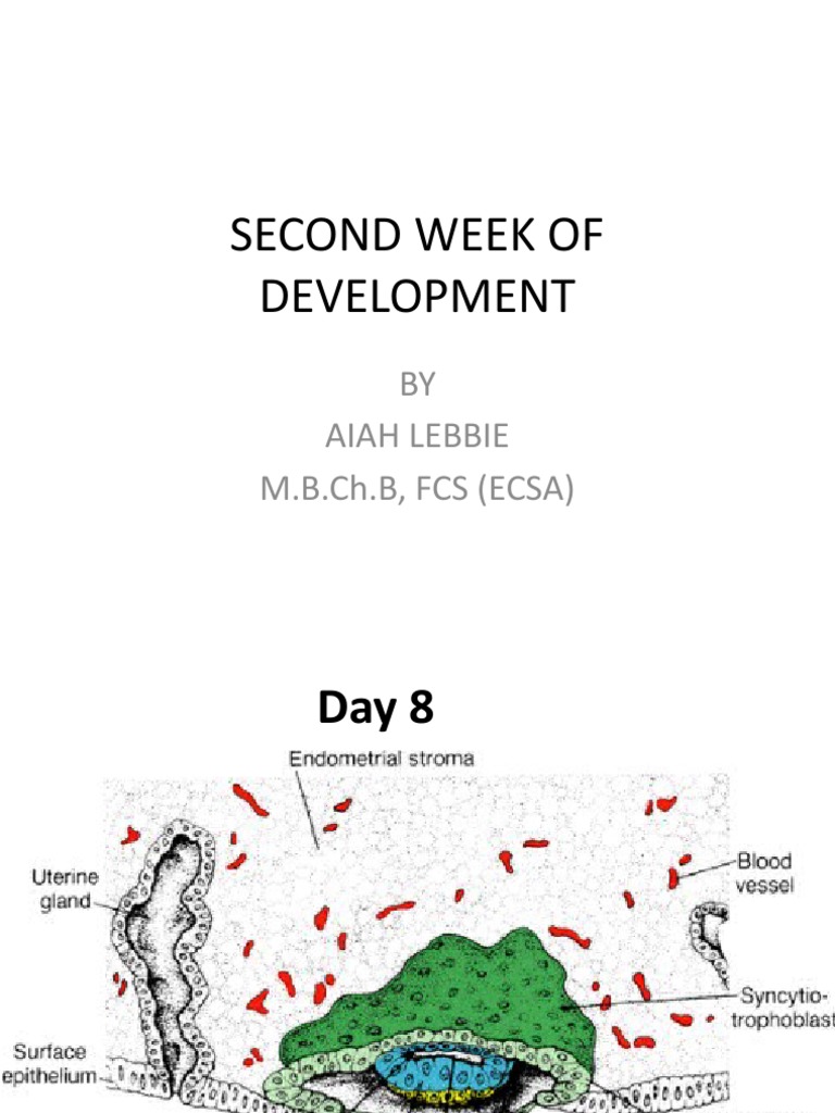 05 Second Week of Development | PDF