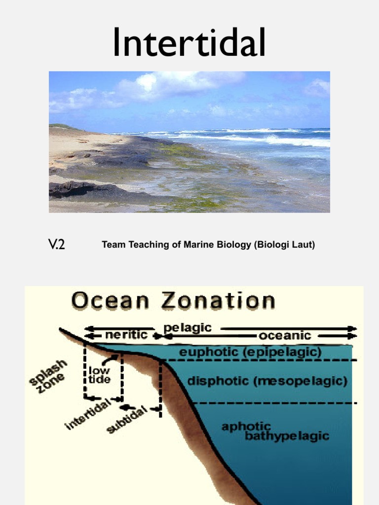 Intertidal: Team Teaching of Marine Biology (Biologi Laut) | PDF ...