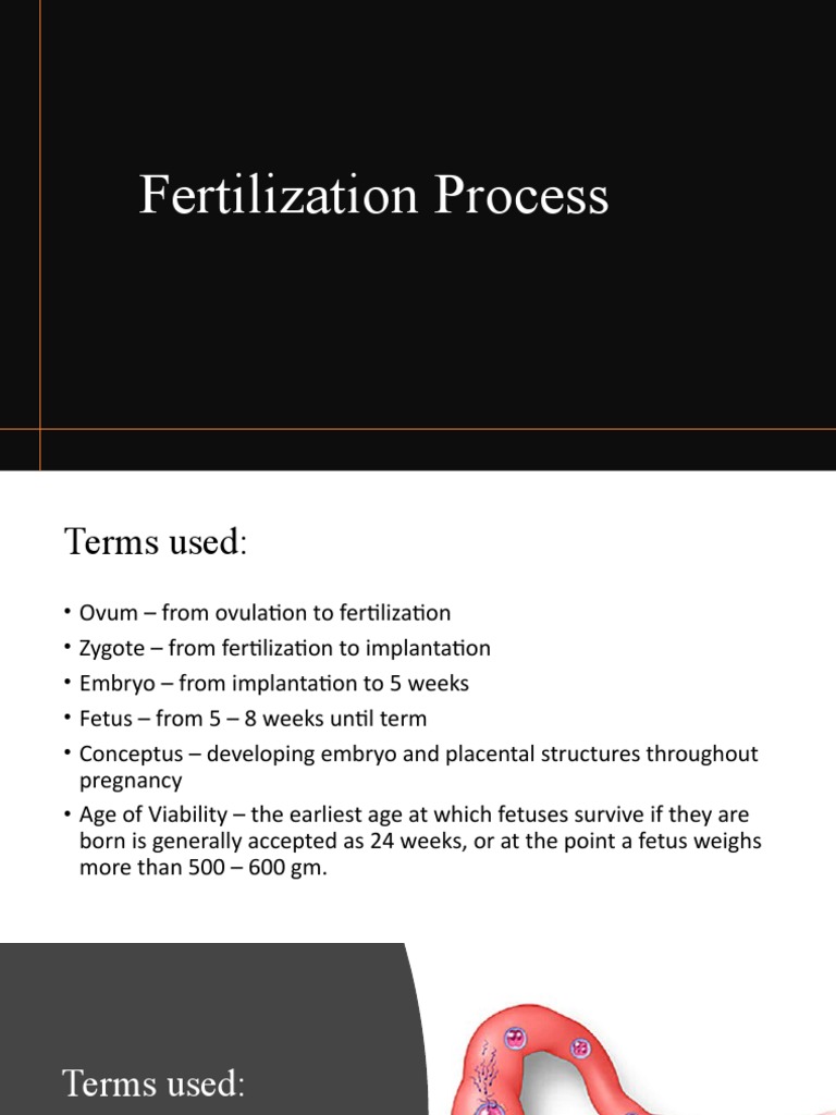Fertilization Process | PDF | Fertilisation | Implantation (Human Embryo)