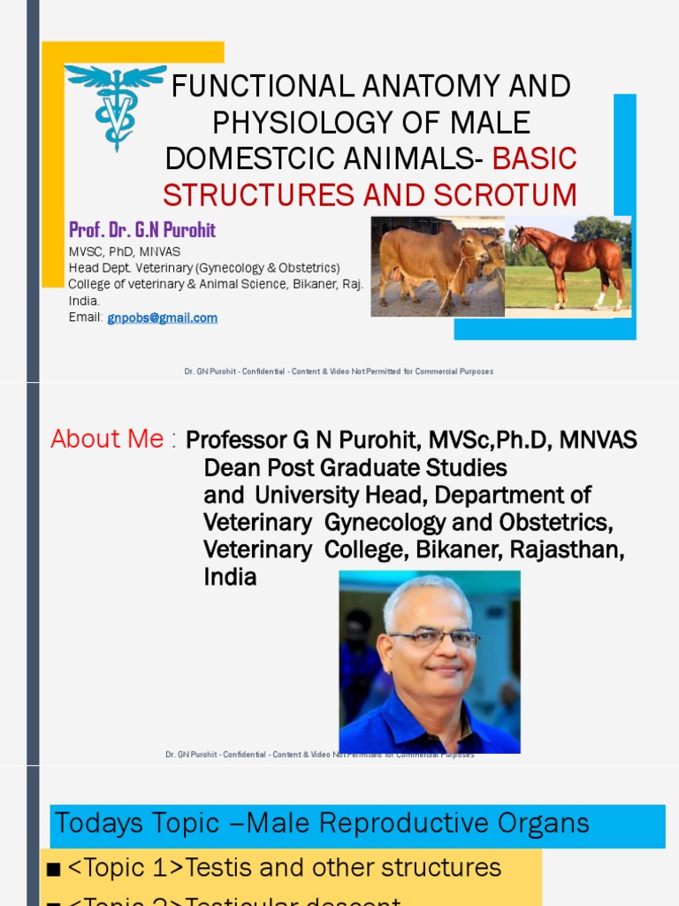 Andrology Lecture 3 Male Reprod Organs Scrotum | PDF