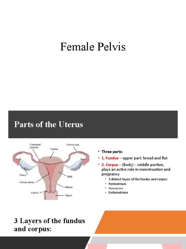 Anatomy of the Female Pelvis: A Breakdown of the Uterus, Fallopian ...