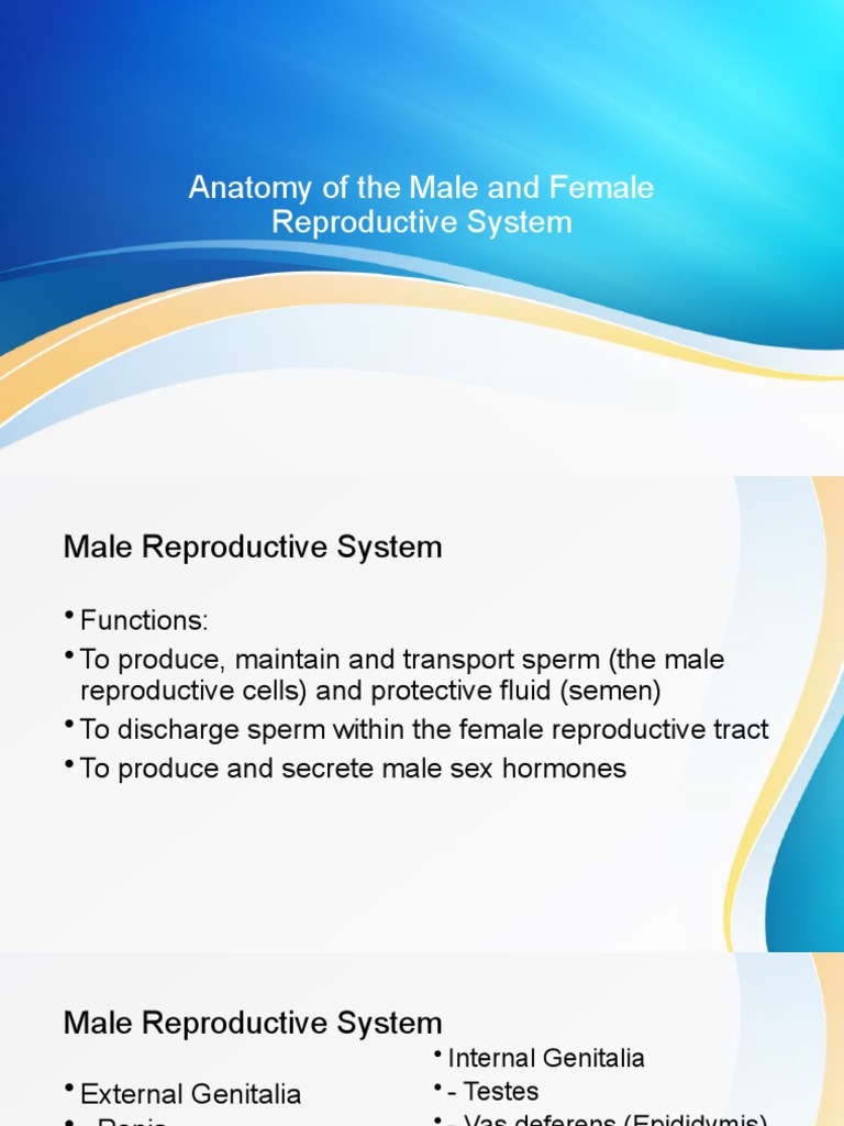 Anatomy of The Male and Female Reproductive System | PDF