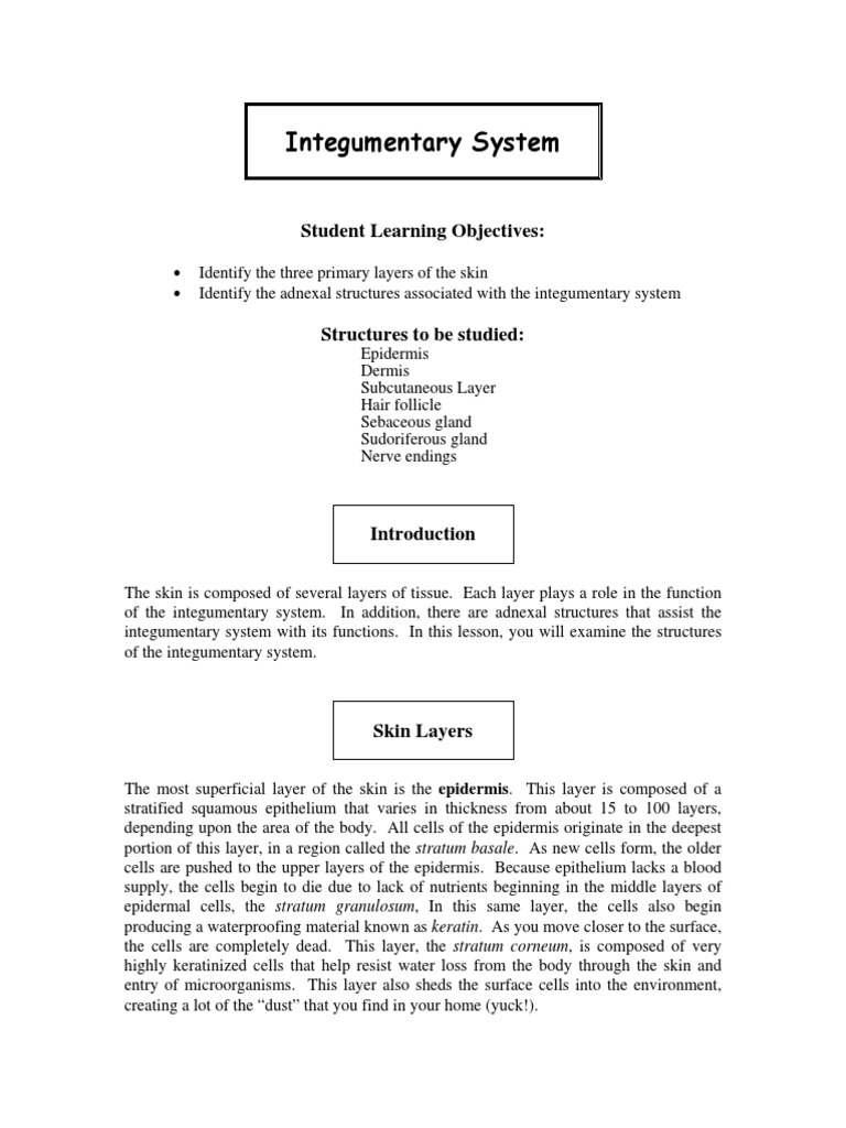 Integumentary System: Student Learning Objectives | PDF | Integumentary ...