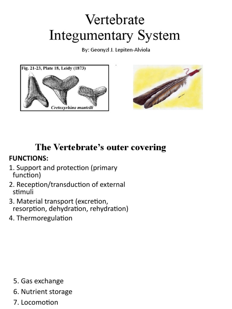 Vertebrate Integumentary System: By: Geonyzl J. Lepiten-Alviola | PDF ...