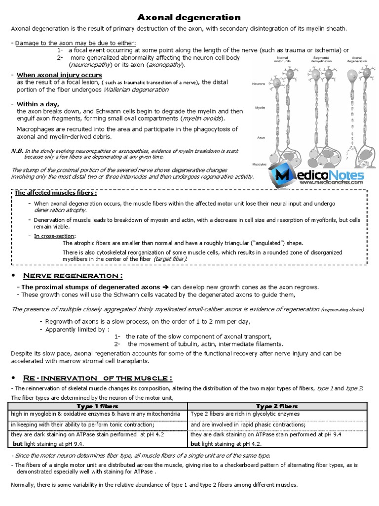 Axonal Degeneration: Nerve Regeneration | PDF | Axon | Tissue (Biology)