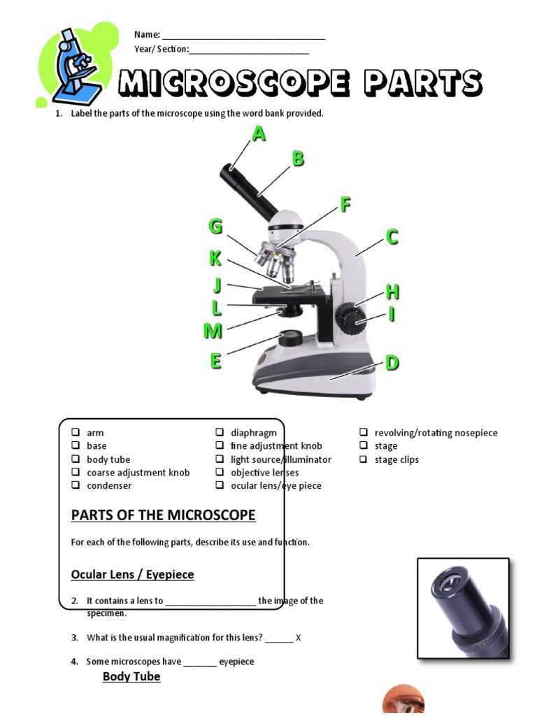 Parts Of A Microscope And Their Functions Worksheet