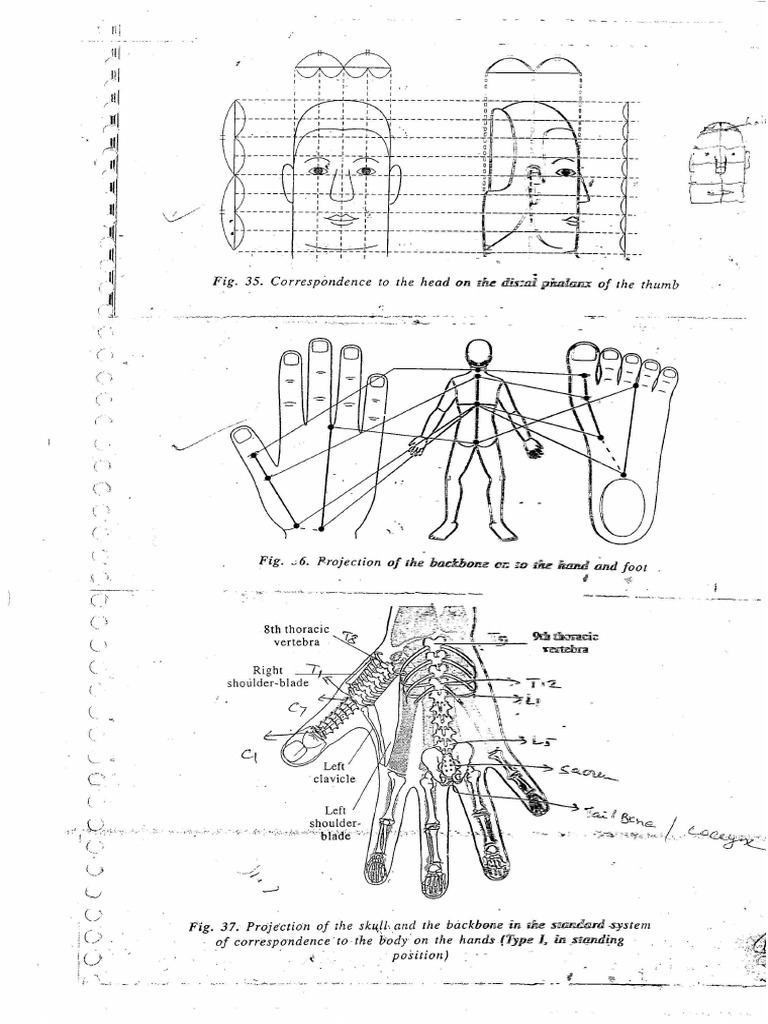 Sujok - KEY - 120107 - Skeletal Map Back of Palm 11071 PDF | PDF