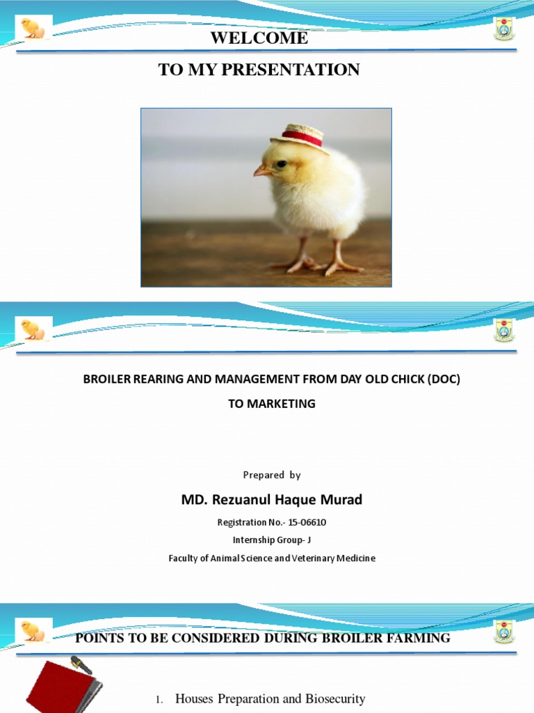 Poultry | PDF | Broiler | Chicken