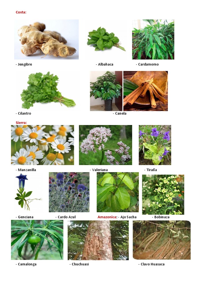 Plantas Medicinales Ima Costa Sierra | PDF