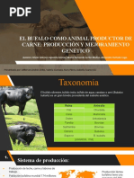 Raza Caprina Anglo-Nubian: Características y Cuidados | PDF | Cabra | Leche